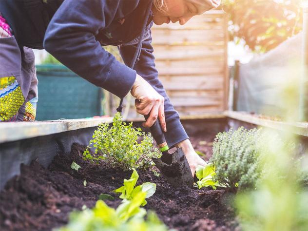 Verhoogde bedden op de juiste manier vullen en planten